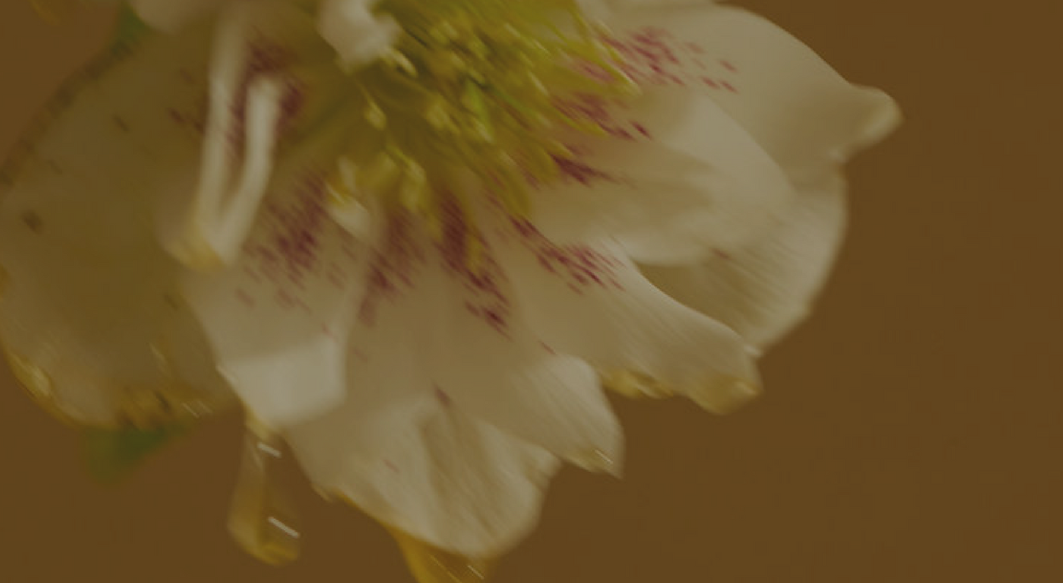 Nectar & Bloom – Nectar & Bloom